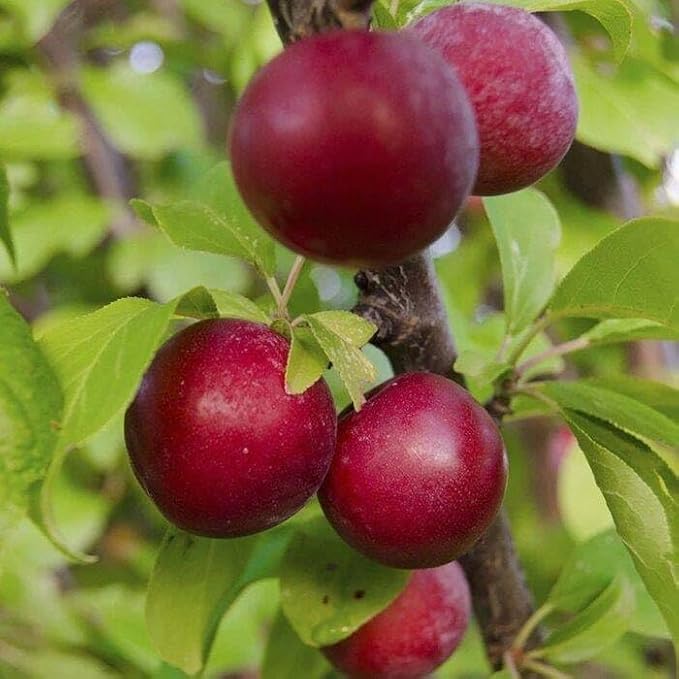 Aloo Bukhara (Beauty) Plant Grafted, 2 Years Old, Premium Plum Variety ...